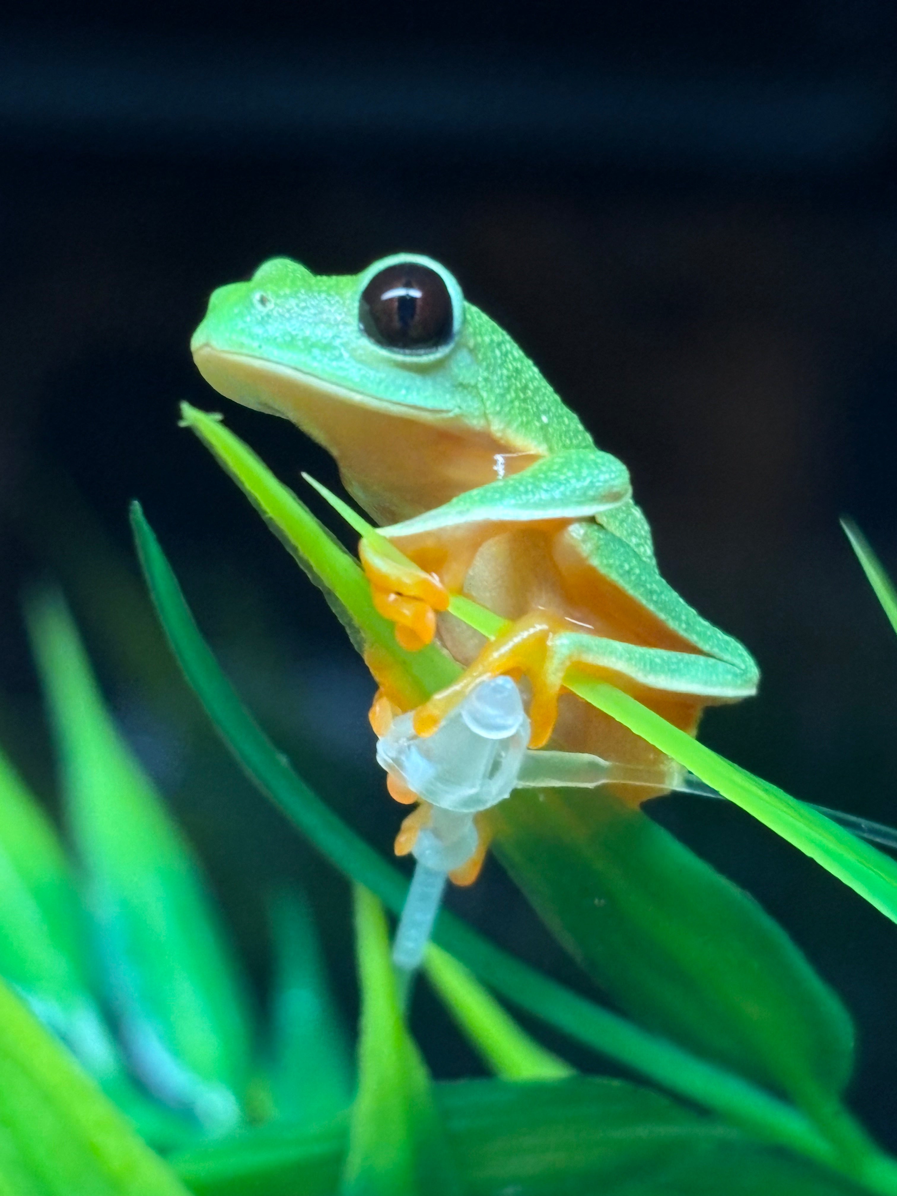 Black Eye Treefrog