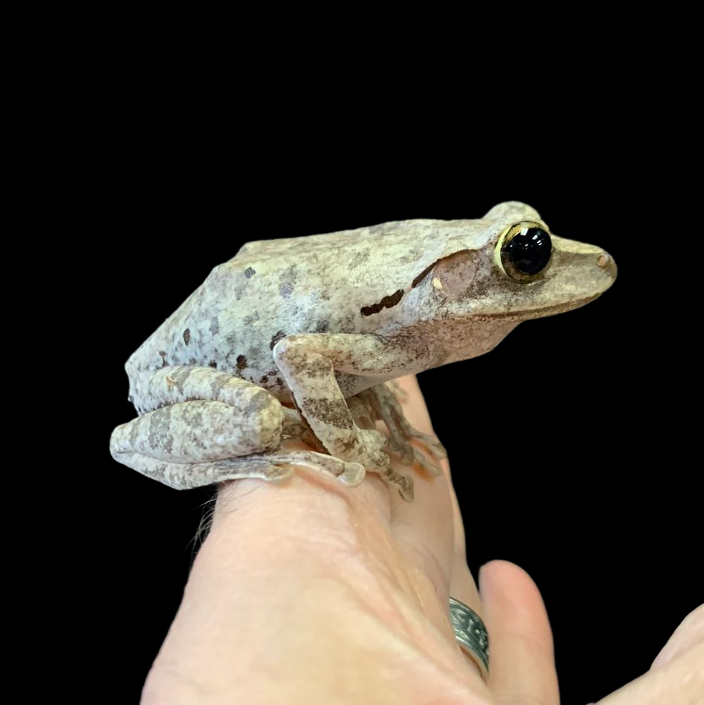 Flying Foam Nest Treefrog