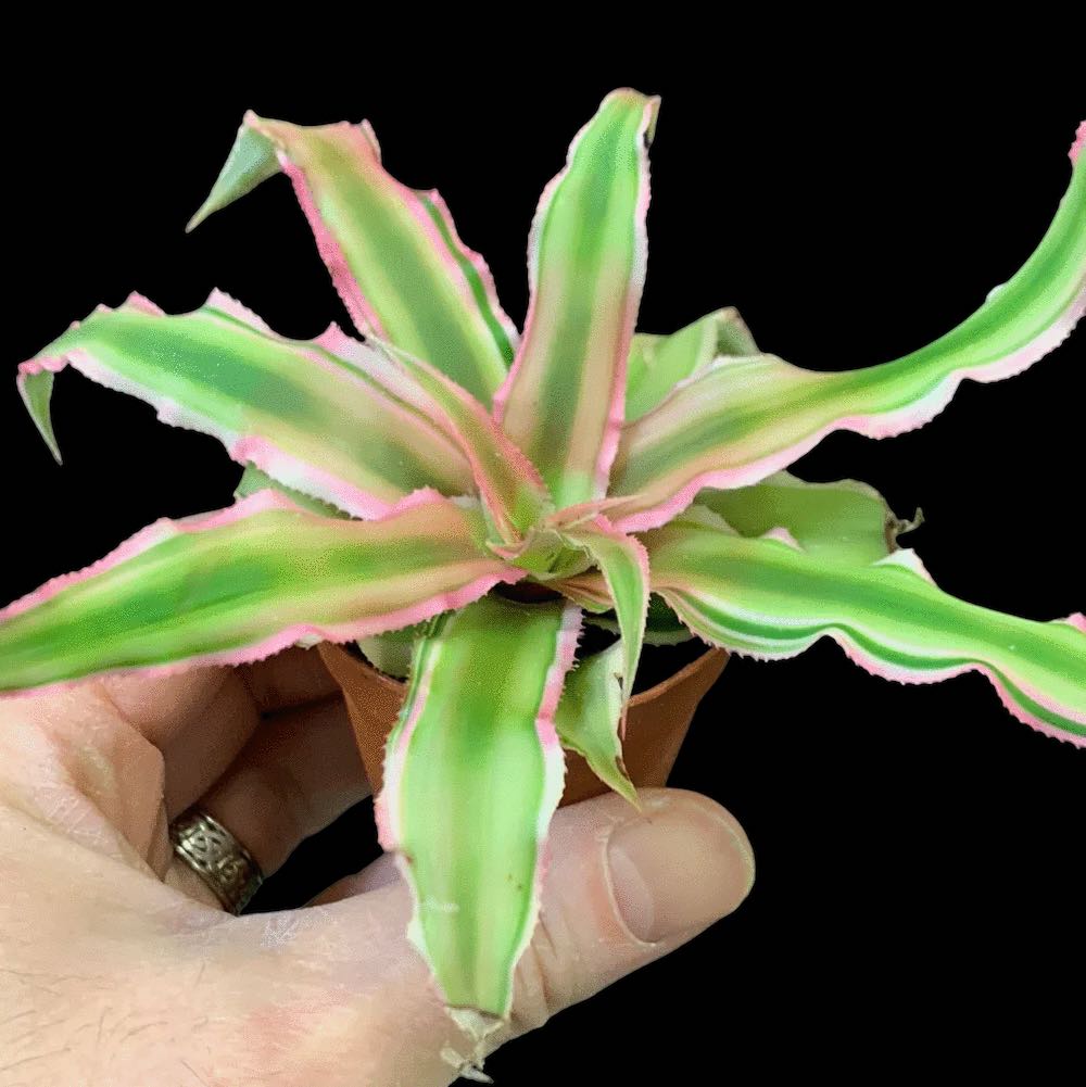 Live Plants->Bromeliads