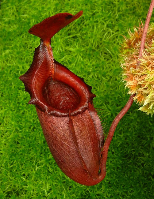 Nepenthes Rajah Tropical Pitcher Plant In Habitat Hybrid Pitcher