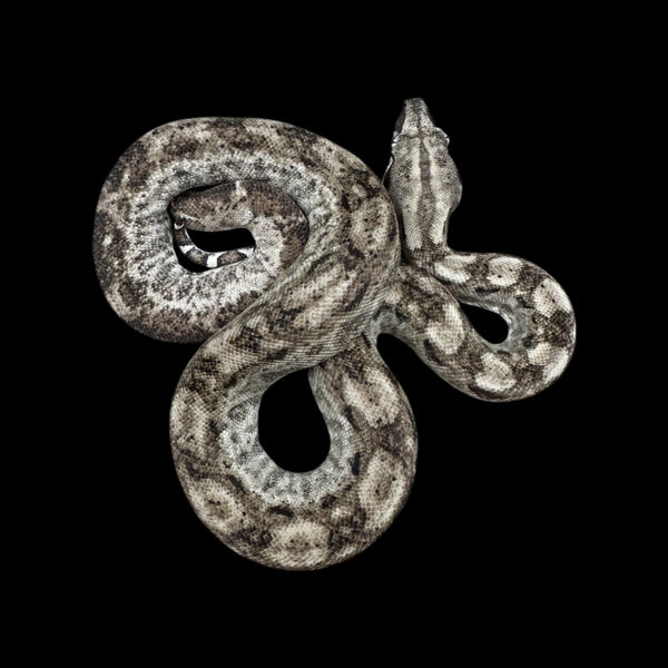 Bloody Ghost Boa Constrictor