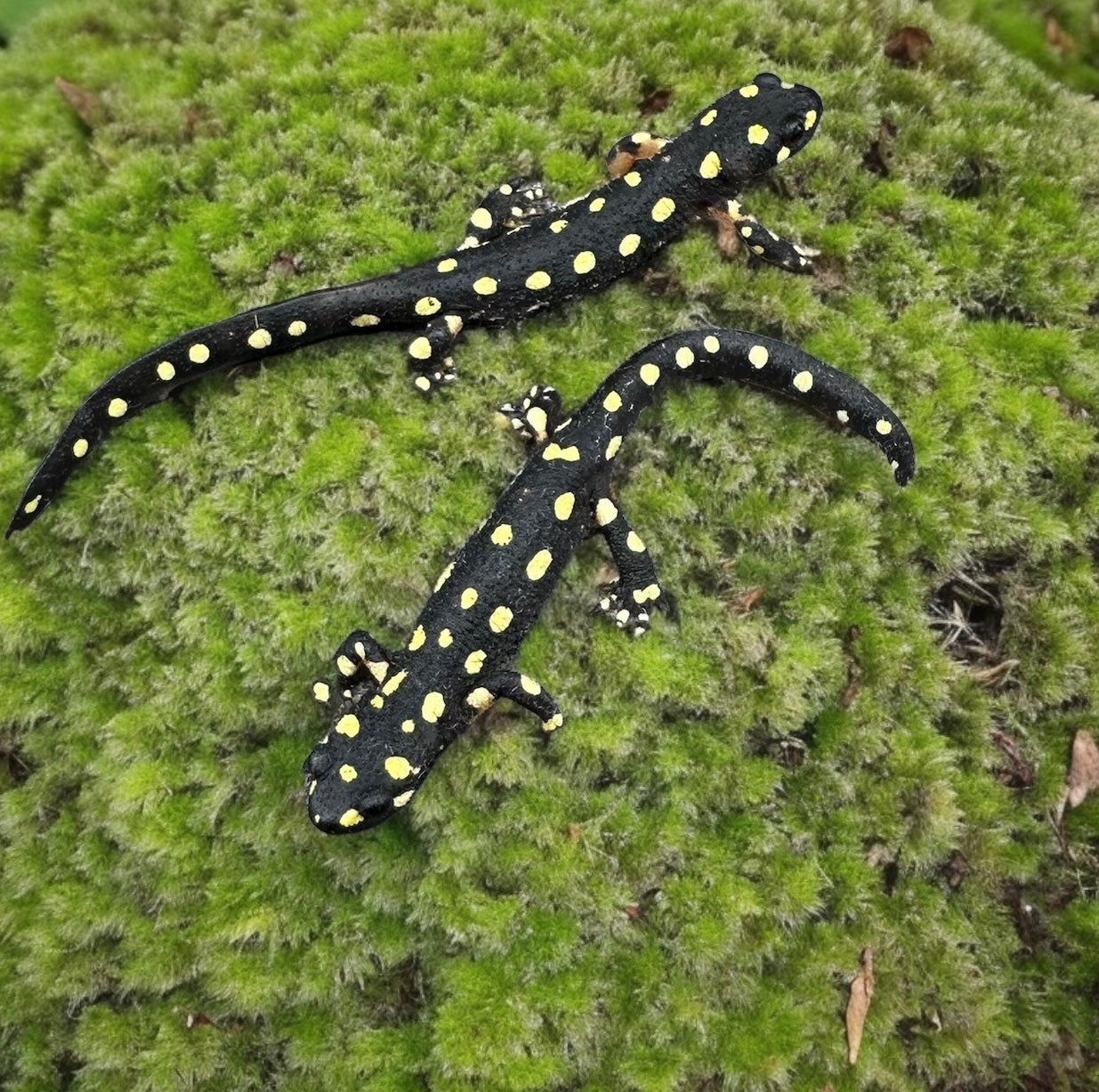 Yellow-Spotted Newt