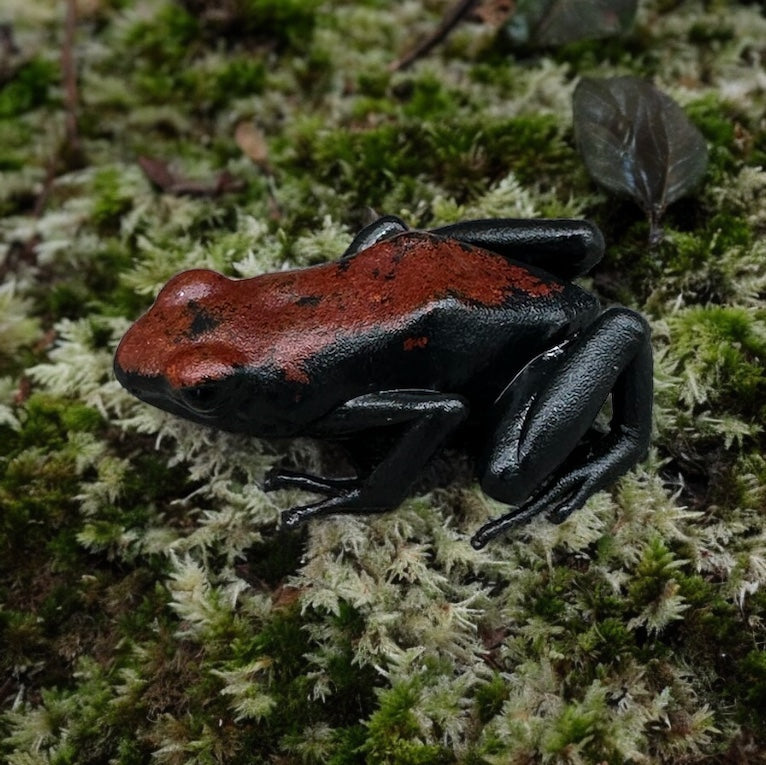 Red And Black Poison Dart Frog Green And Black Poison Dart Frog
