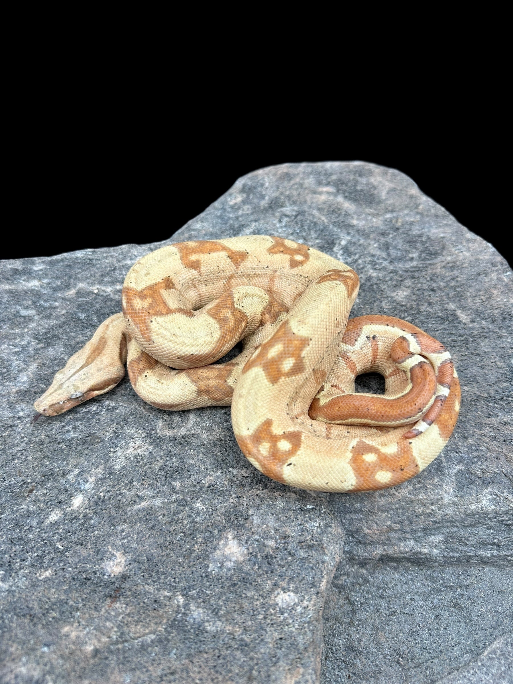 Reptile - Livestock/All Snakes/All Boas – Page 3