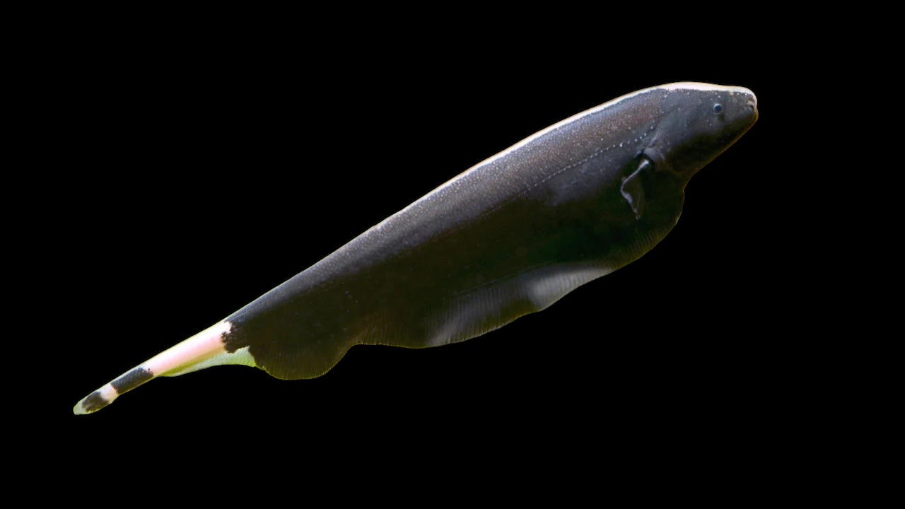 Poisson Couteau Fantôme Noir Adulte