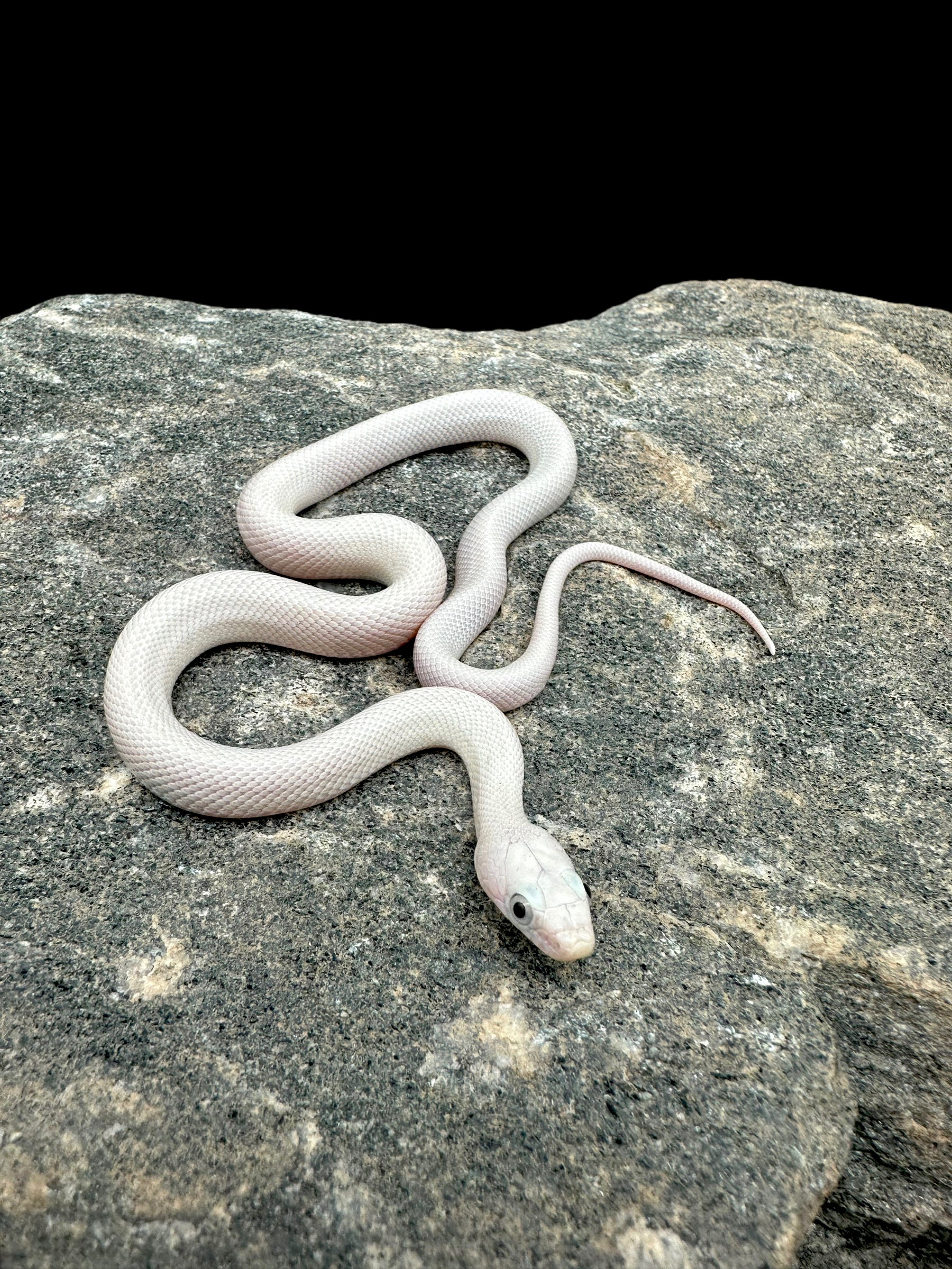 Leucistic Reptiles Leucistic Texas Ratsnakes (Pantherophis Obsoletus)