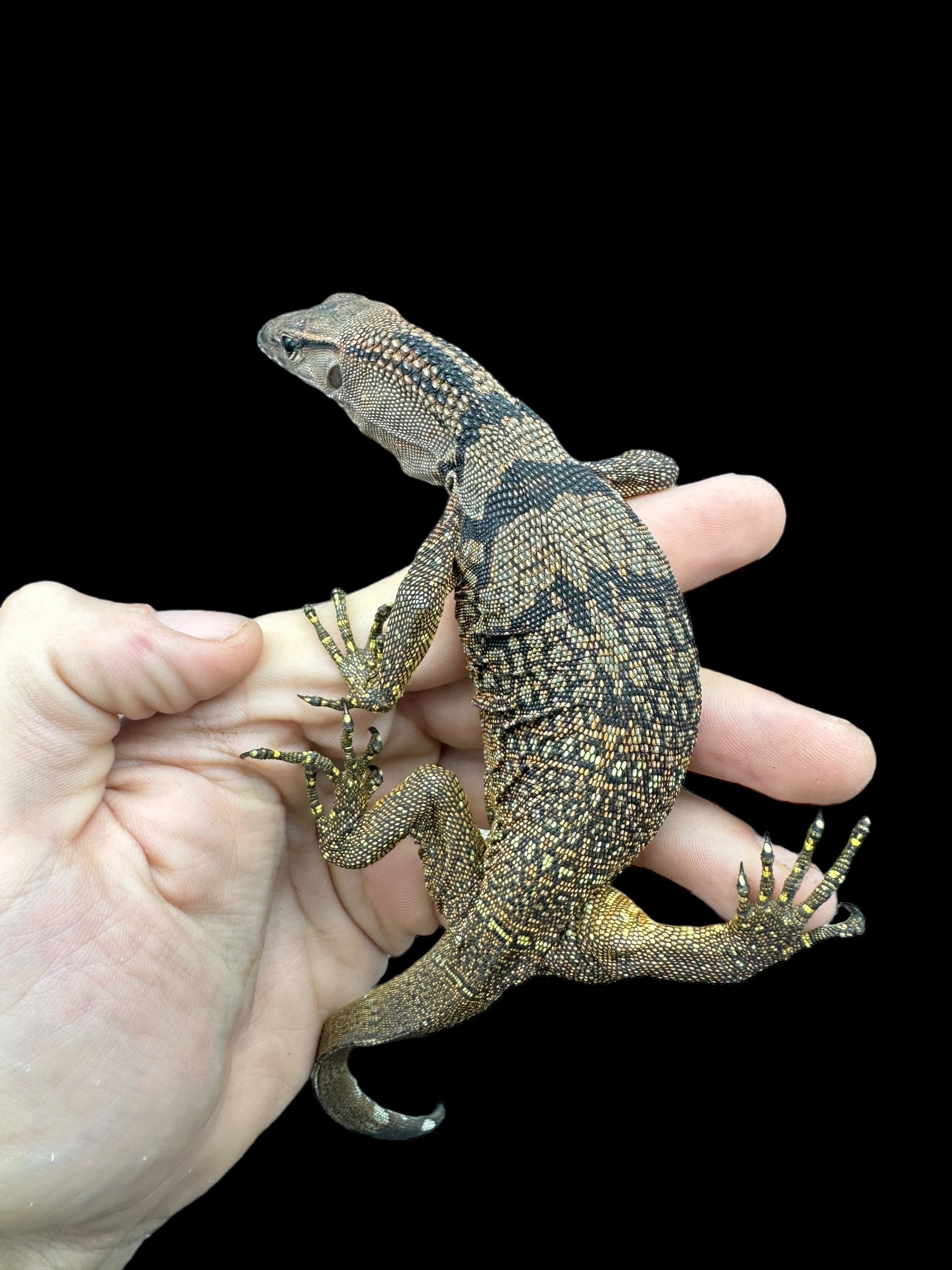 Black Roughneck Monitor (Varanus rudicollis)