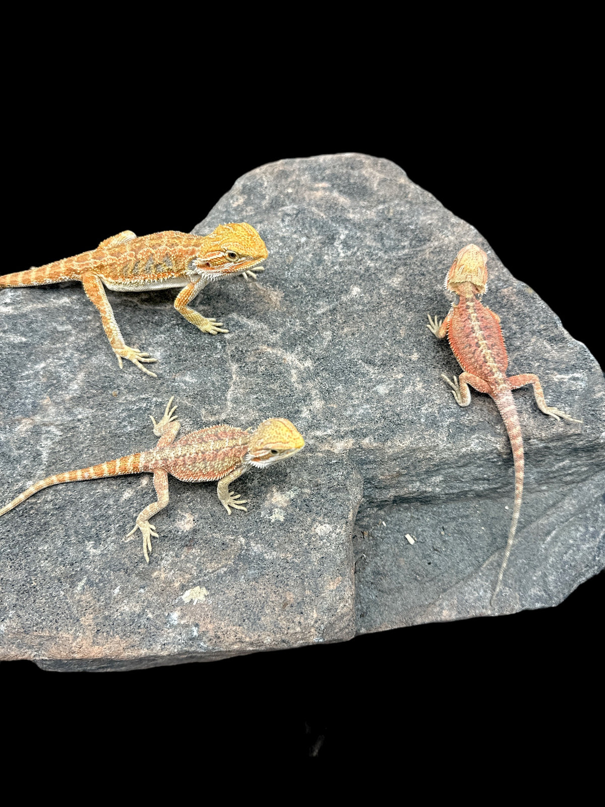 Reptile - Livestock/All Lizards/Bearded Dragons