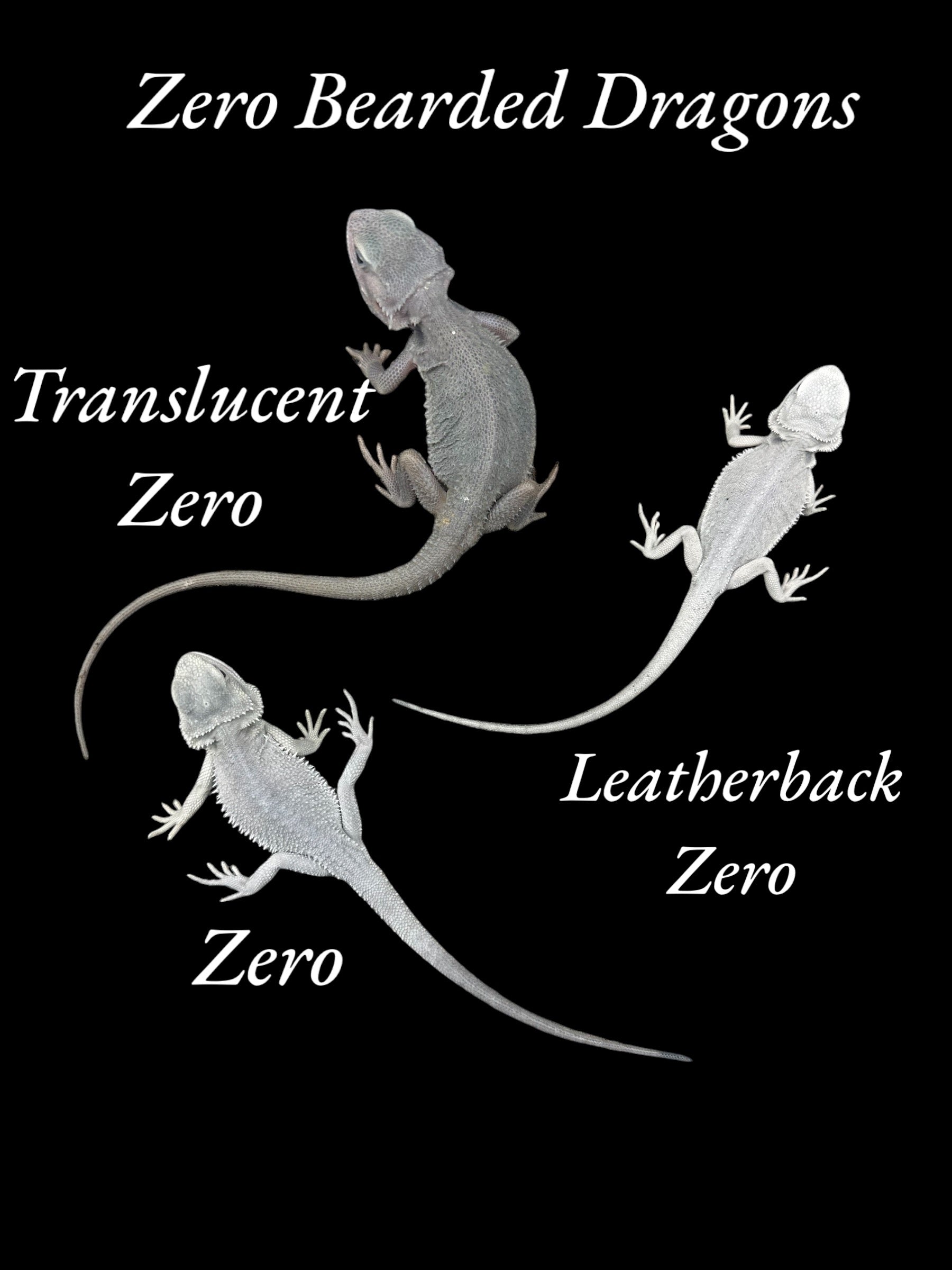 Bearded Dragon (Translucent Zero)