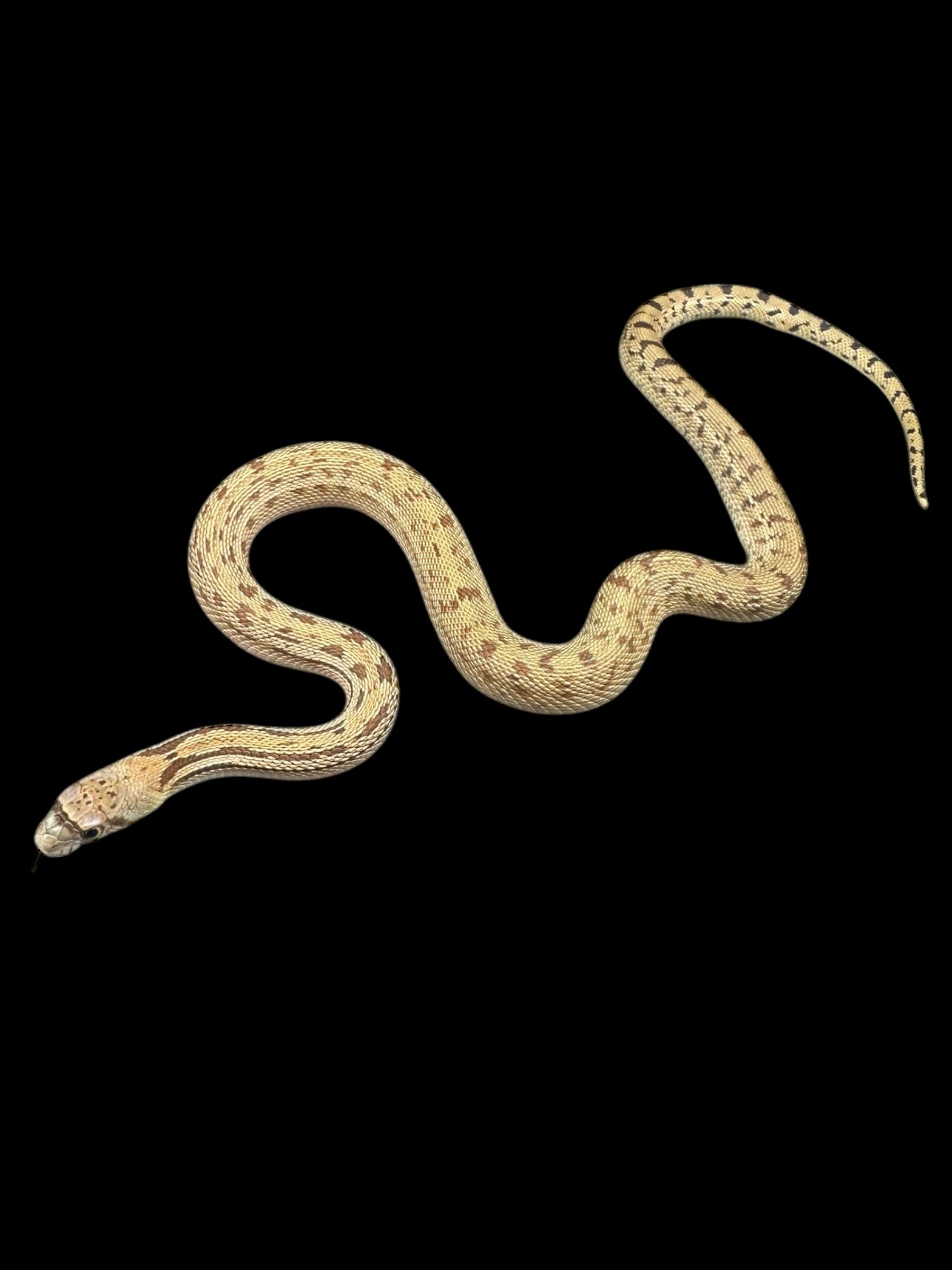 Sonoran Gopher Snake