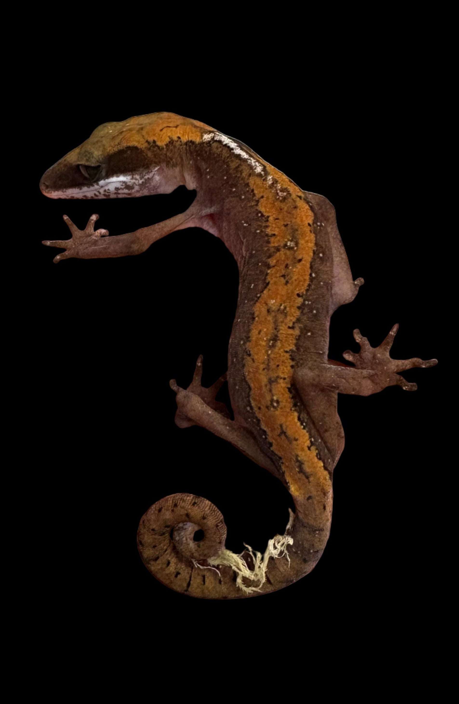 Cat Gecko (Aeluroscalabotes dorsalis)