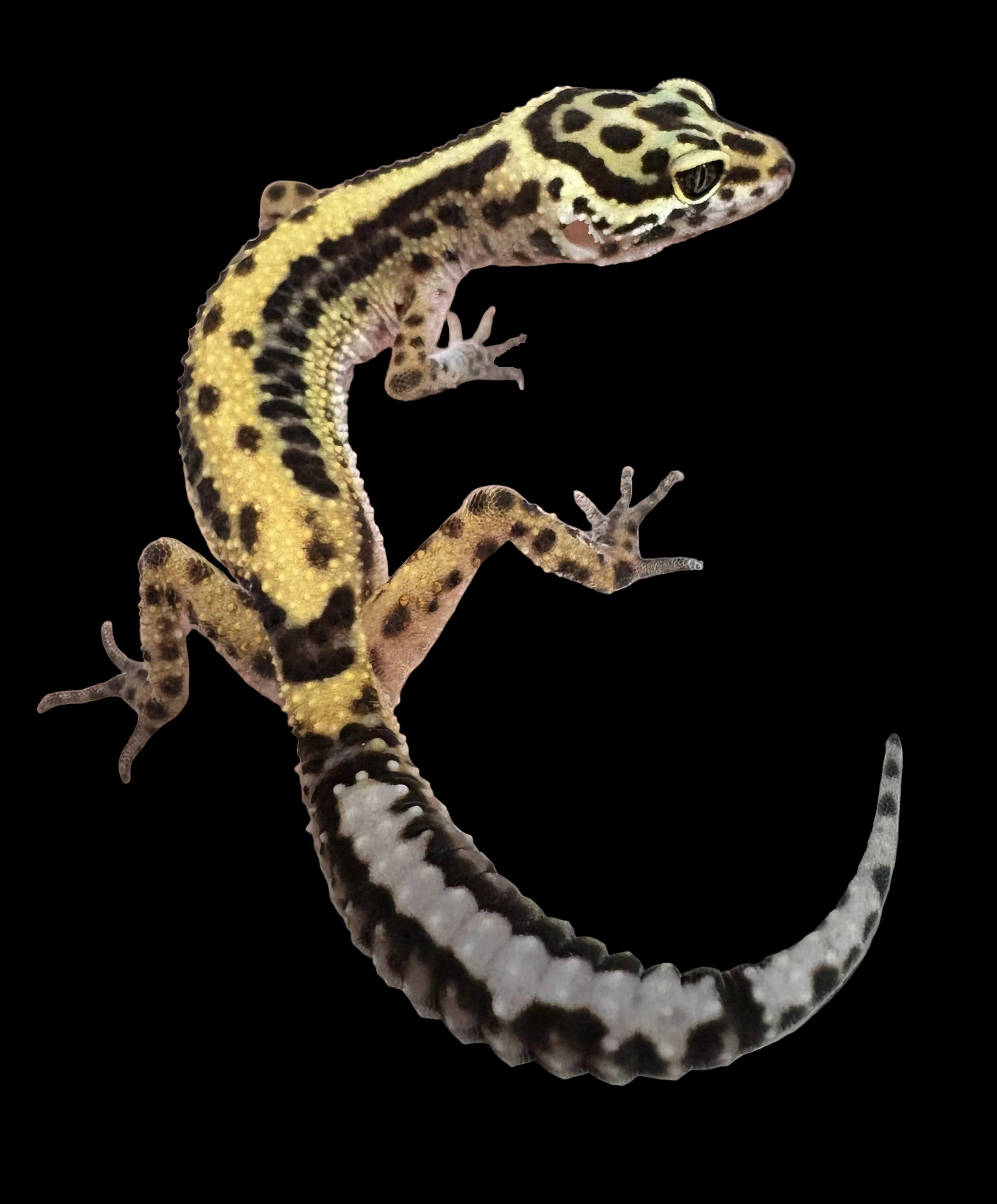 Leopard Gecko (Stripe)
