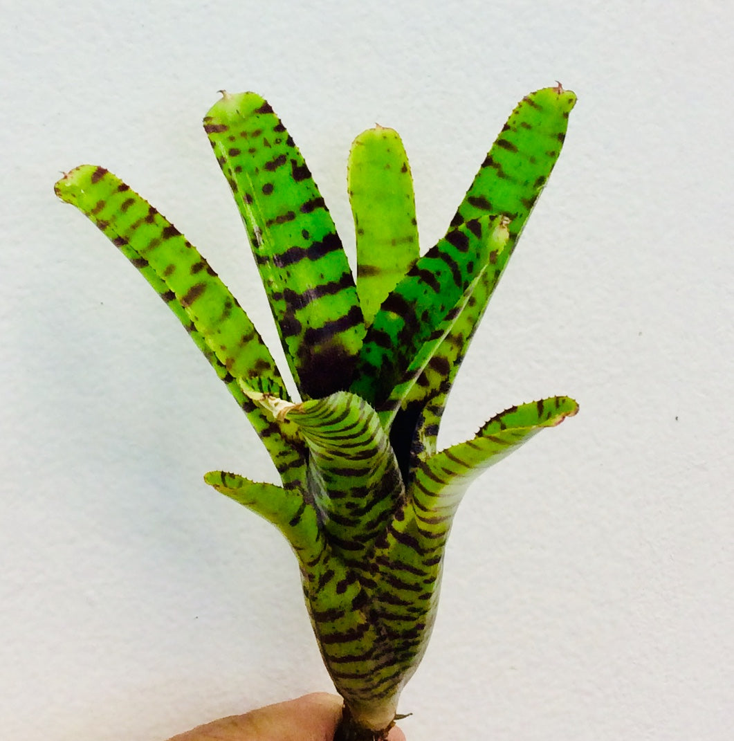 Neoregelia Punctatissima x Blushing Tiger