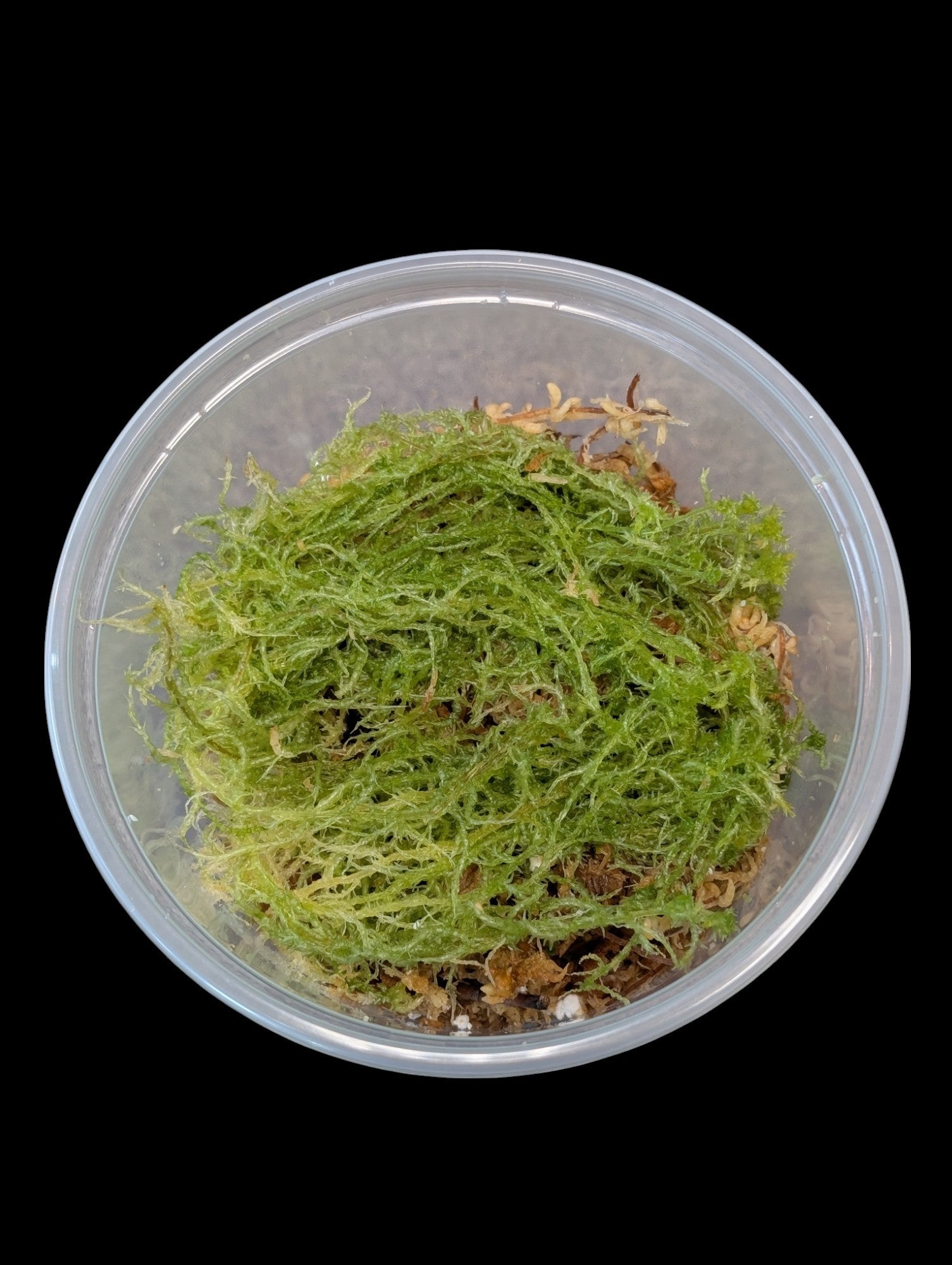 Mosses and Club Mosses