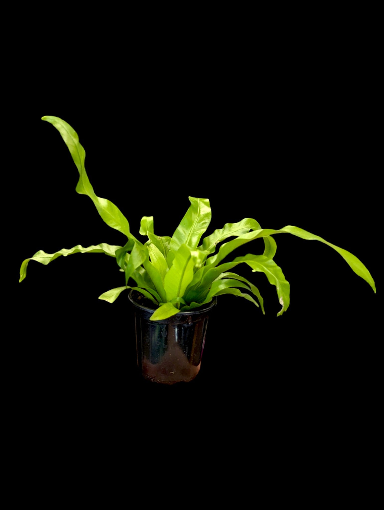 Curly Wave Fern