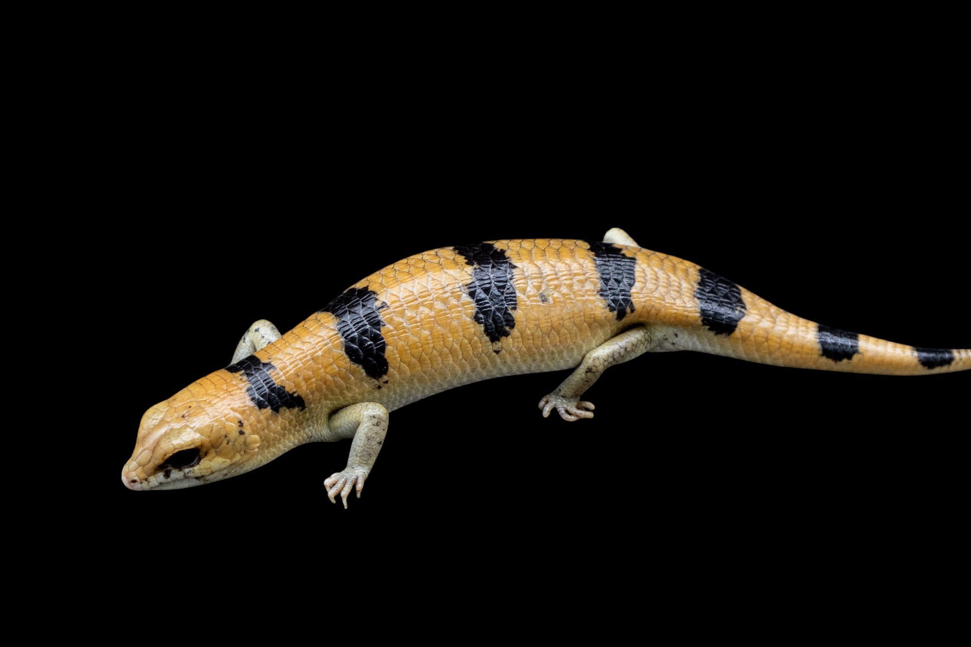 Peter’s Banded Skink (Scincopus fasciatus)