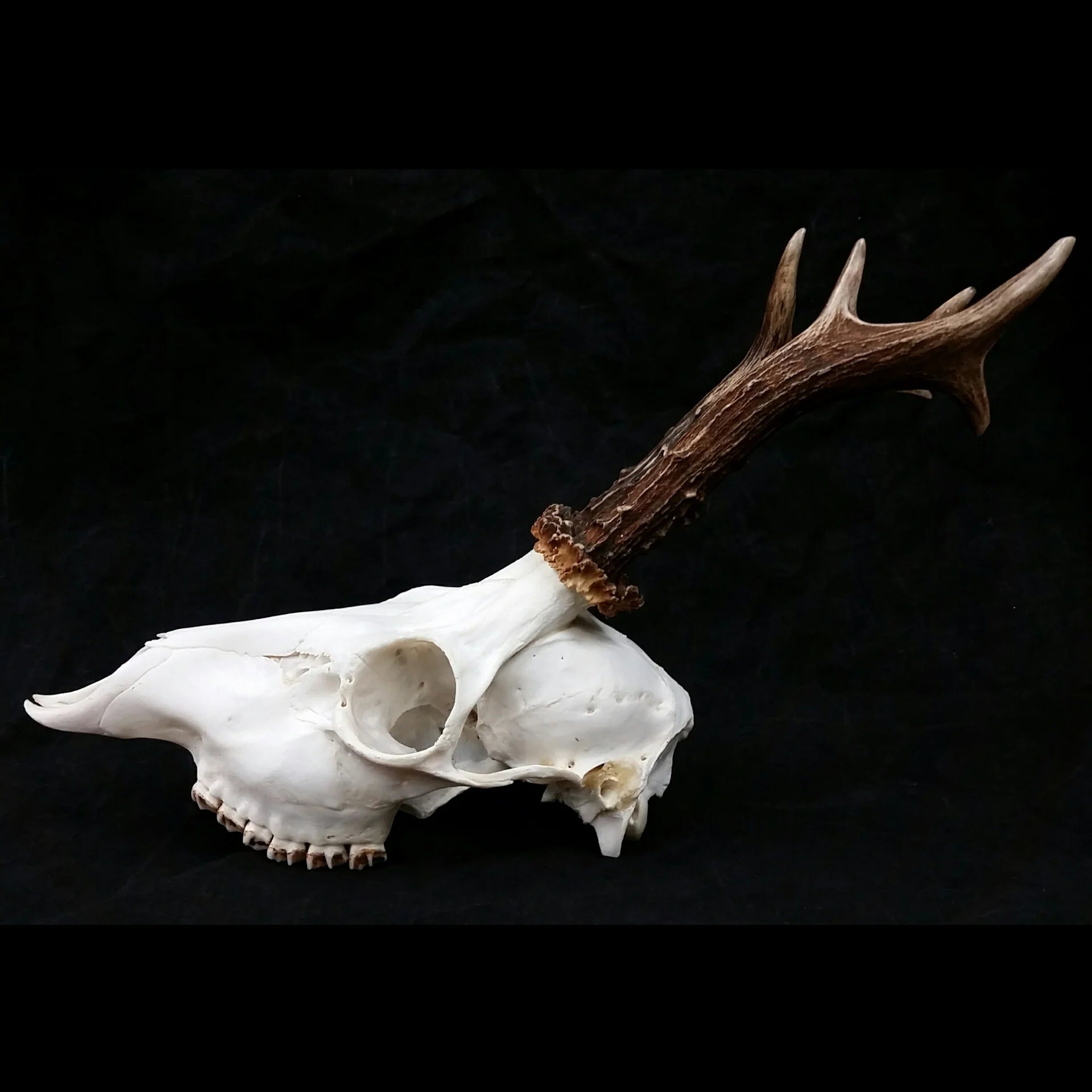 Other Products->Oddities->Skulls & Skeletons