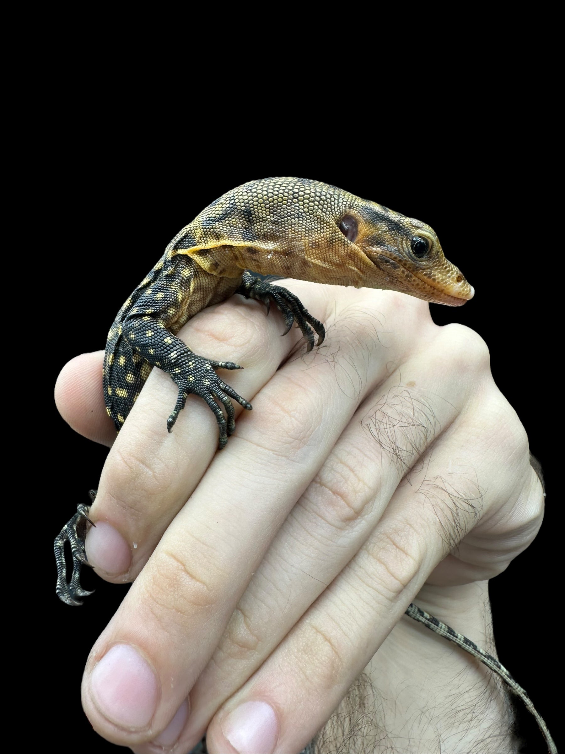 Quince Monitor (Varanus melinus)