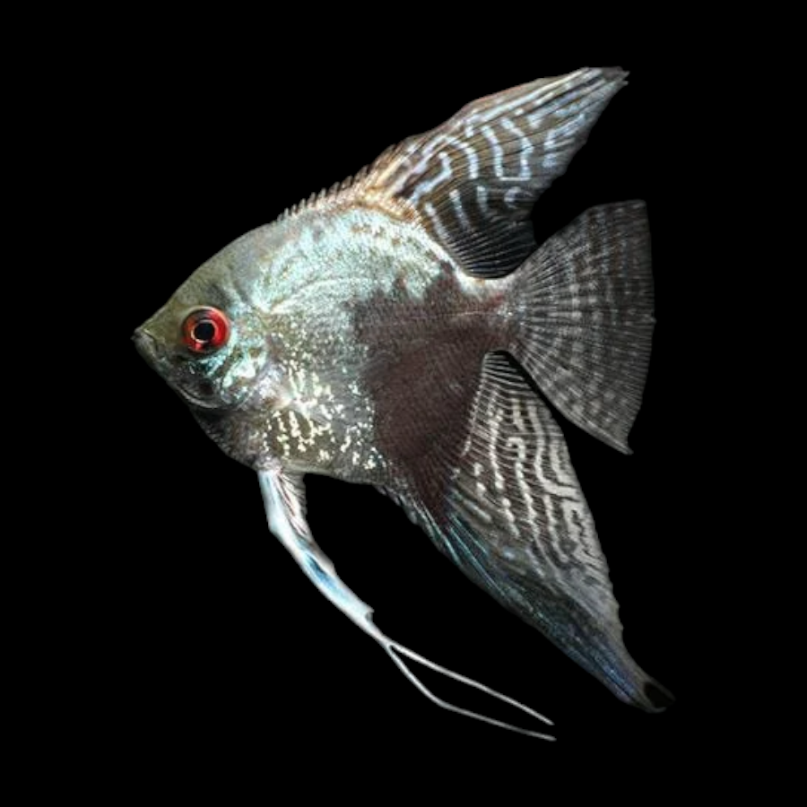 Pinoy Smoke Angelfish