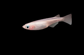 Galaxy Ricefish/Medaka