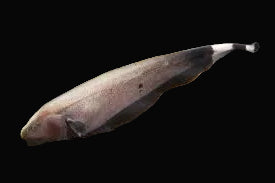 Live Fish->Oddballs & Predators->Knifefish