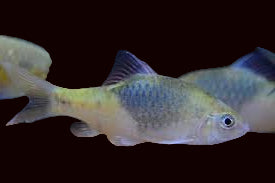 Black Ink Barb (Barbodes bunau) Rare!