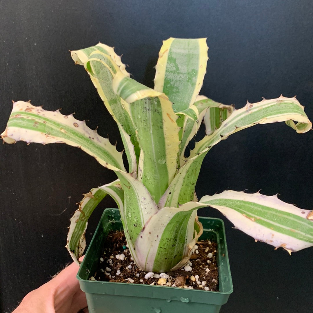 Hohenbergia Karla