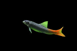 Red Tailed Garra (Very Rare!)