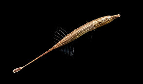 Paradox Fish / Armoured Stickleback