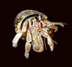 Ruggie Hermit Crab (Coenobita rugosus)