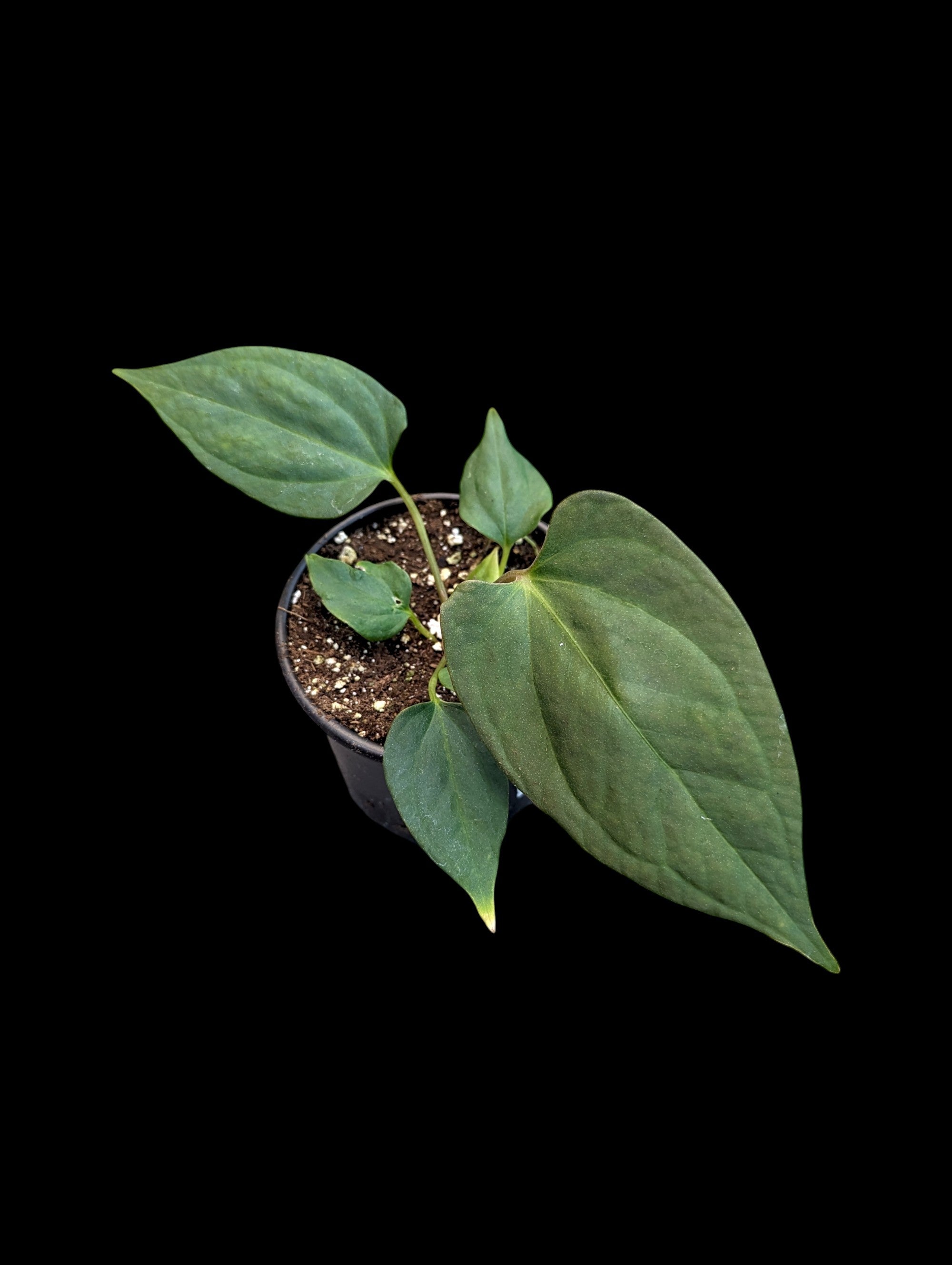Anthurium Portillae