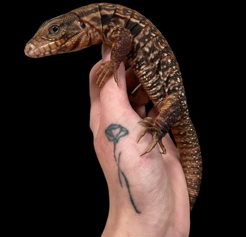 Argentine Red Tegu