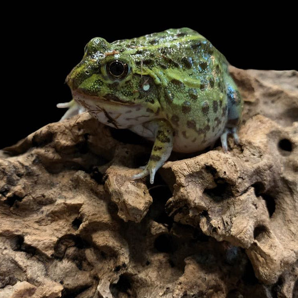 giant african pixie frog
