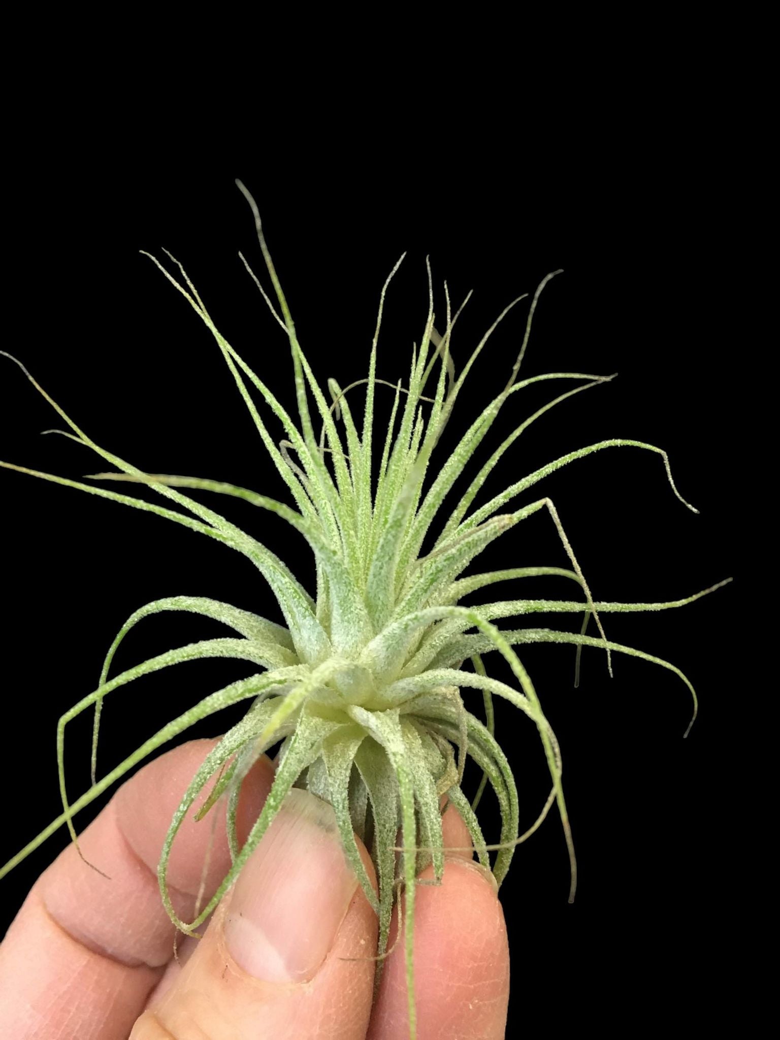 Live Plants->Bromeliads