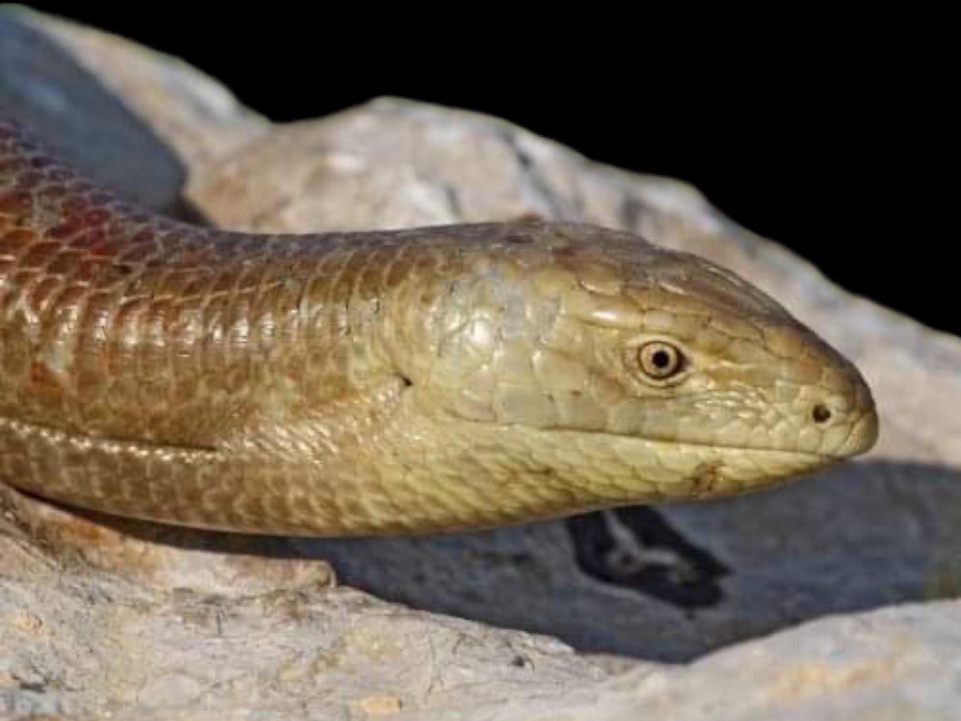 legless lizard name