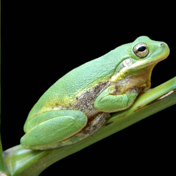 squirrel tree frog froglet