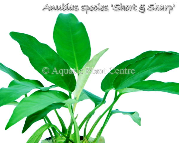 Anubias sp. 'Short and Sharp'