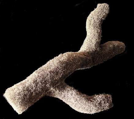 EpiWeb Branches