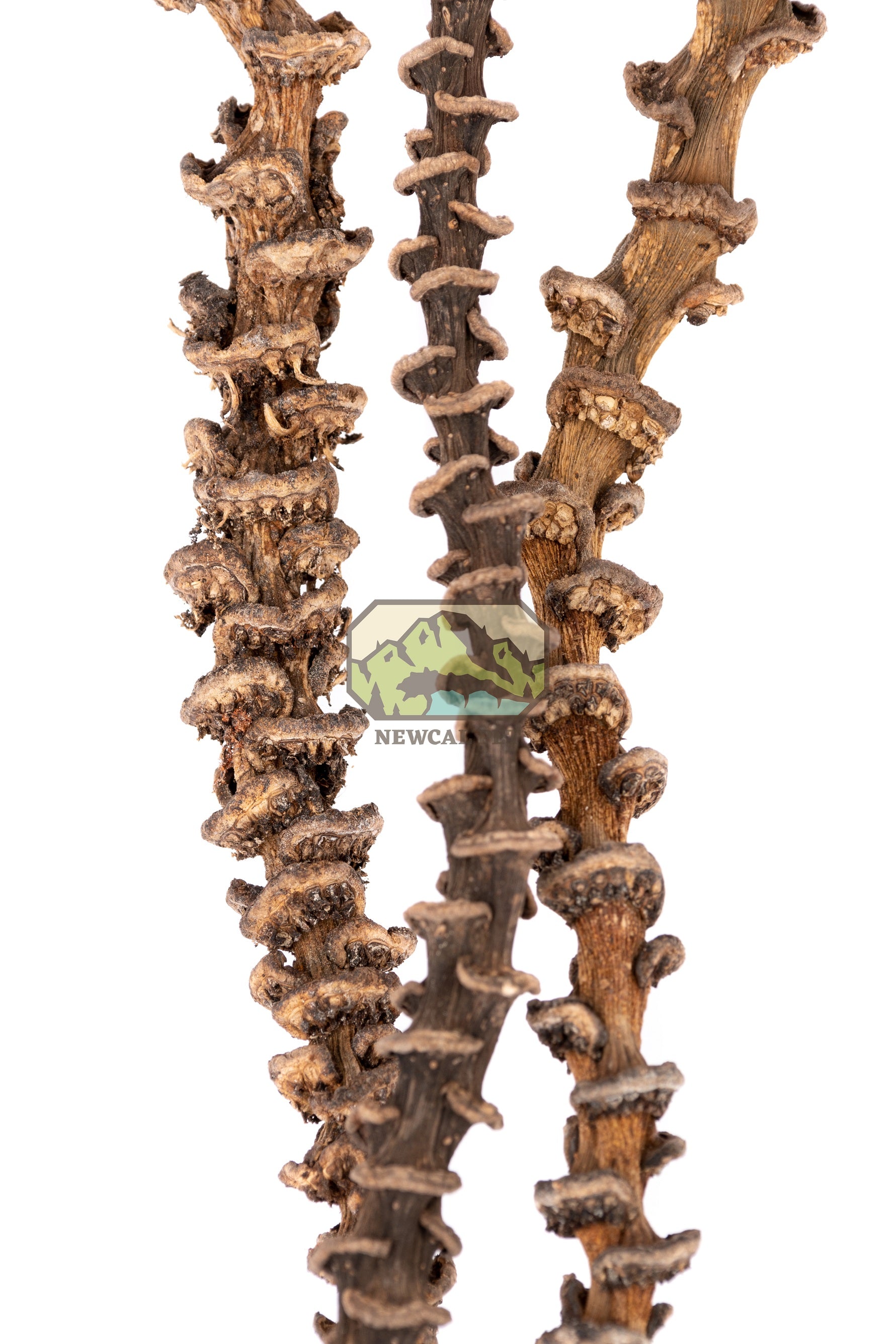 NewCal Musa Stick 10-14"