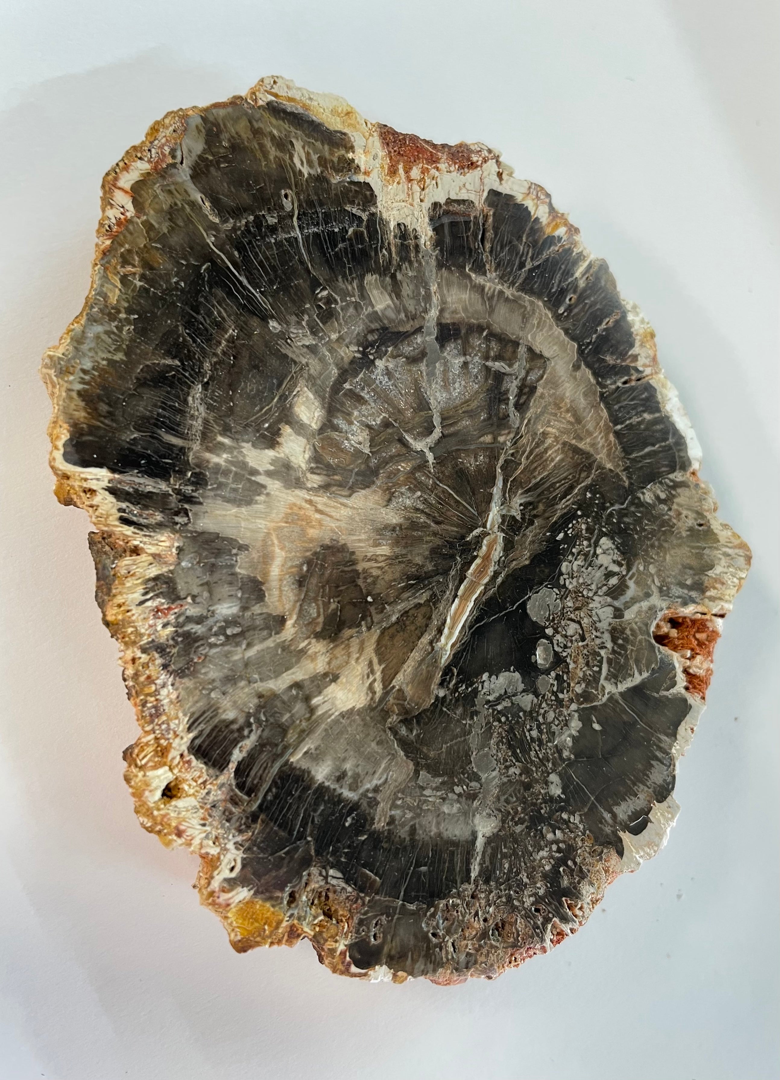 Petrified Wood
