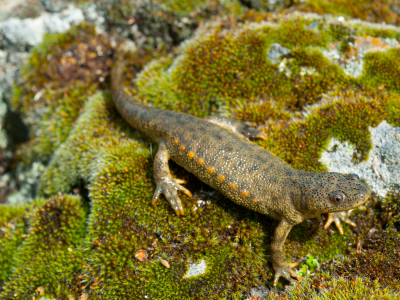 Spanish Ribbed Newt