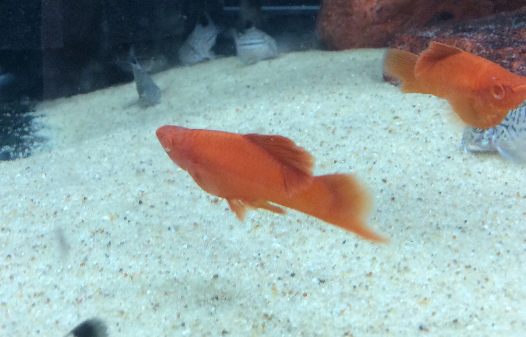 Albino Firecraker Swordtails
