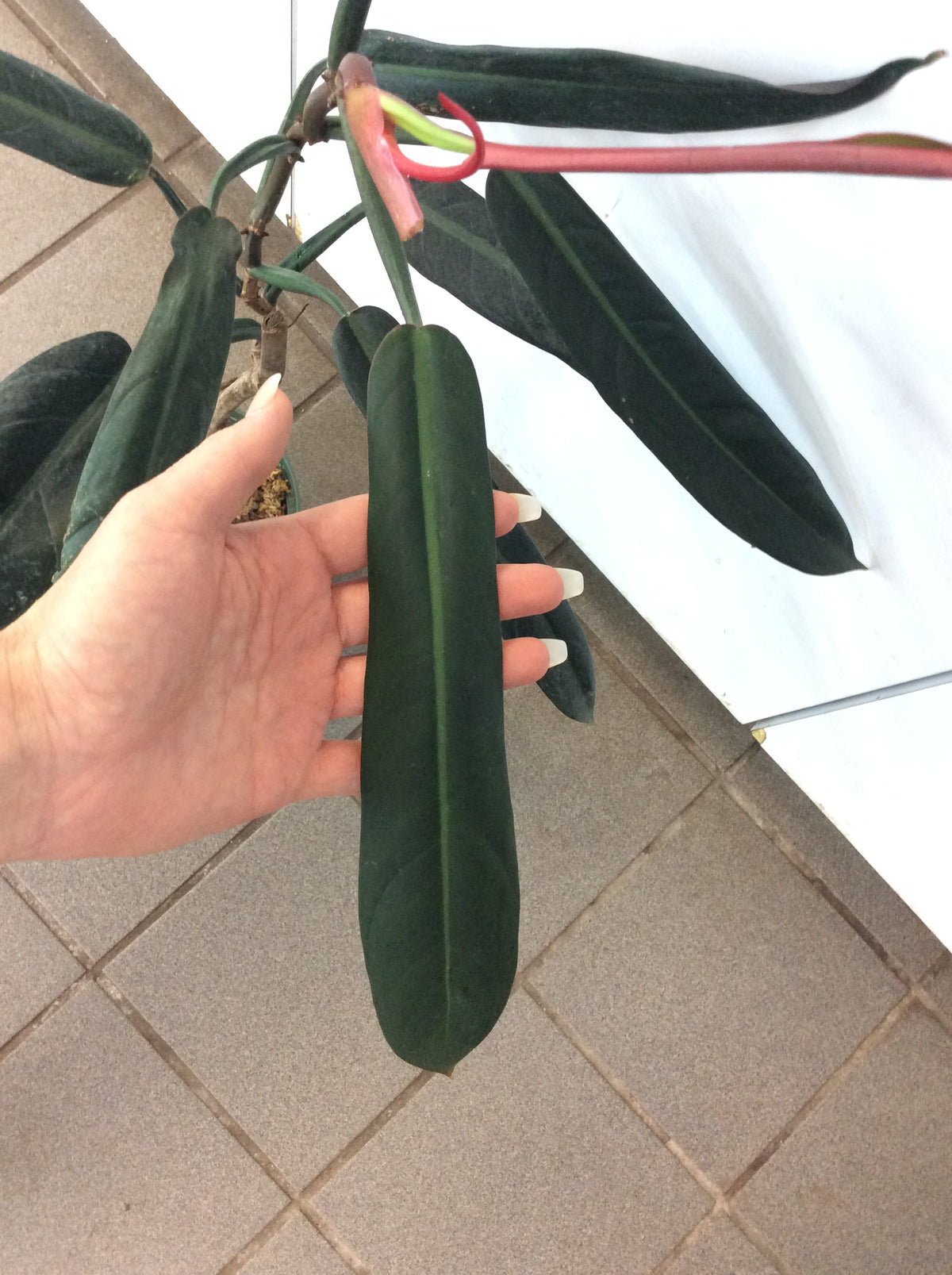 Philodendron Bicolor