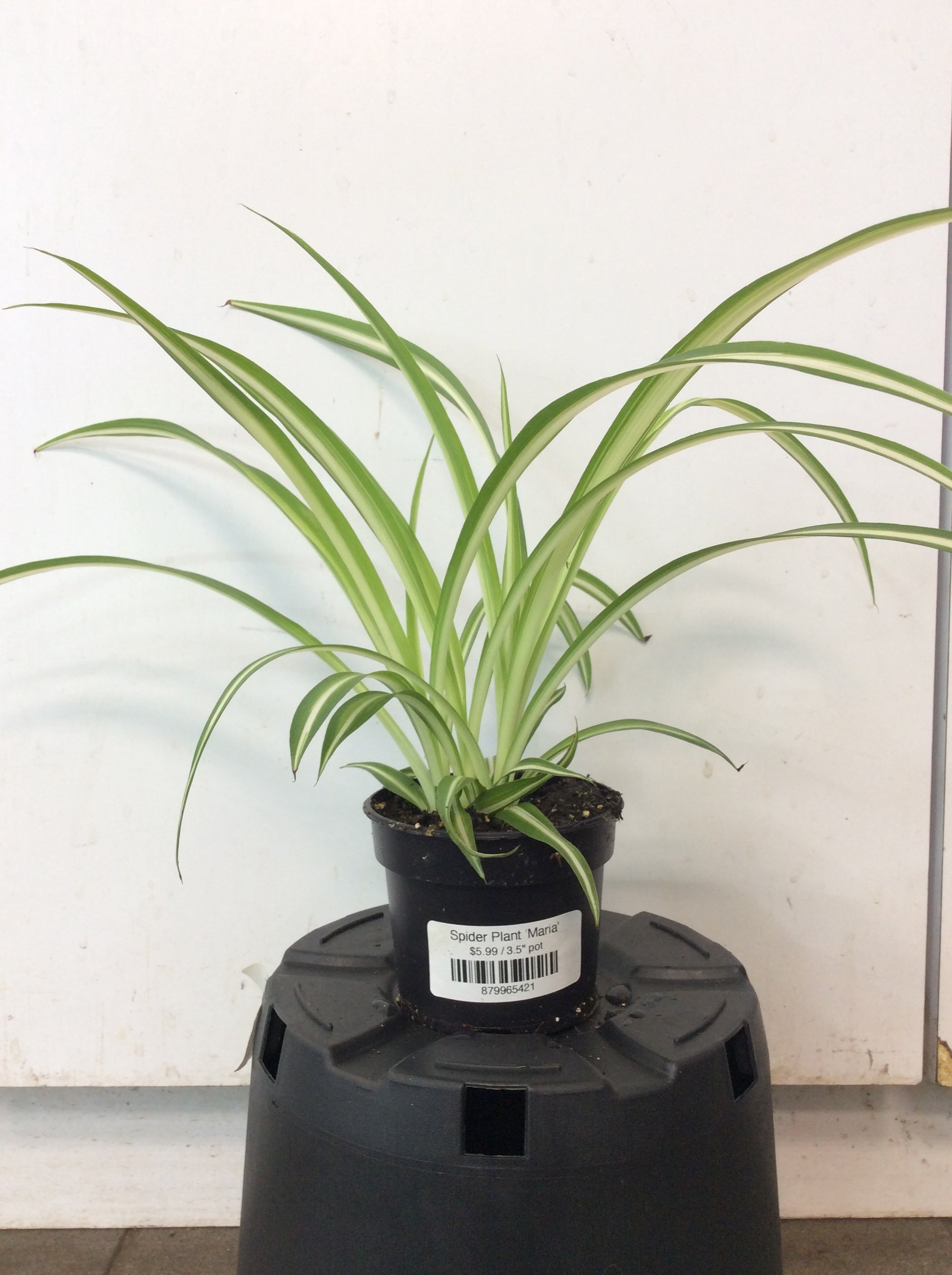 Spider Plant 'Maria'