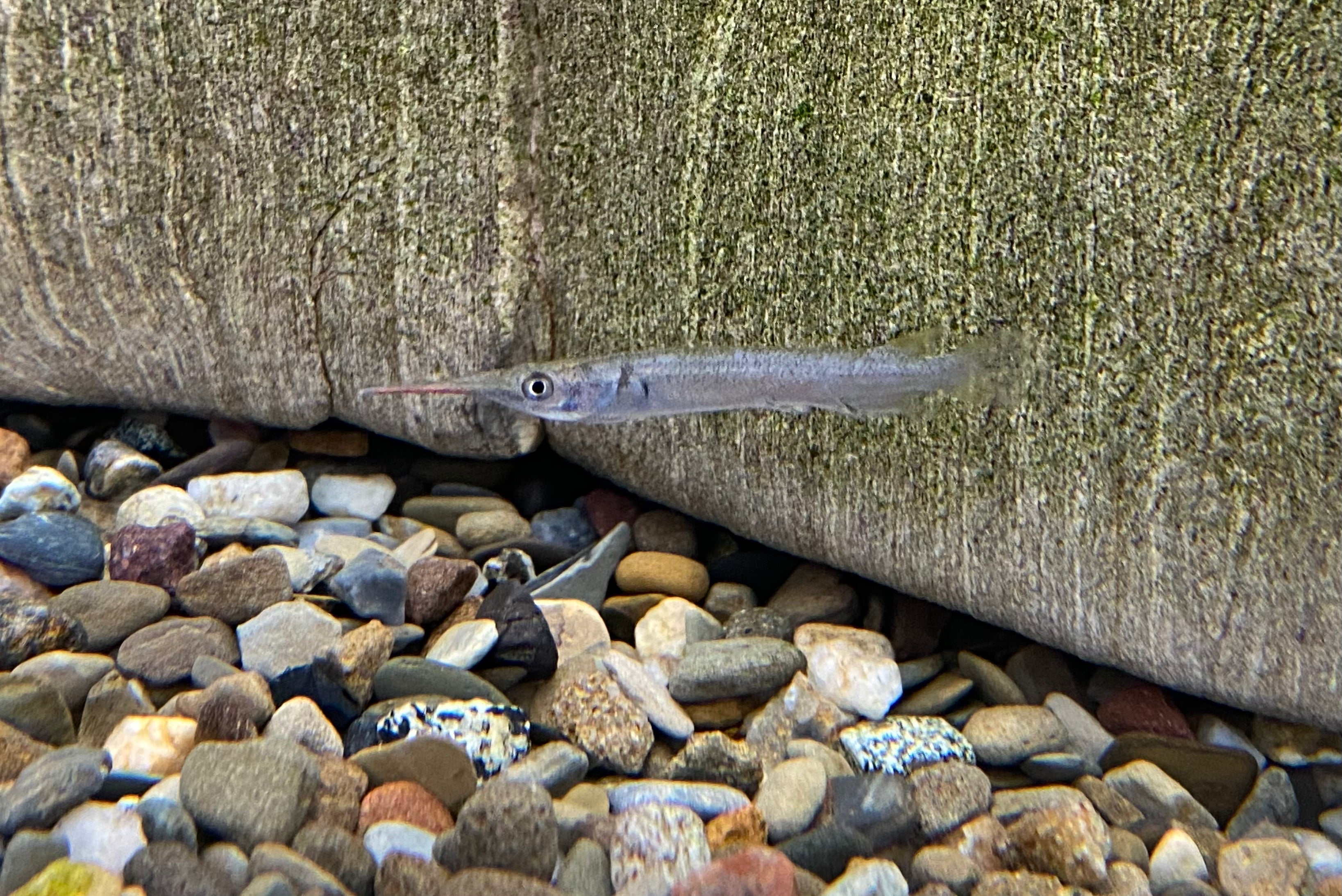 Forest Halfbeak