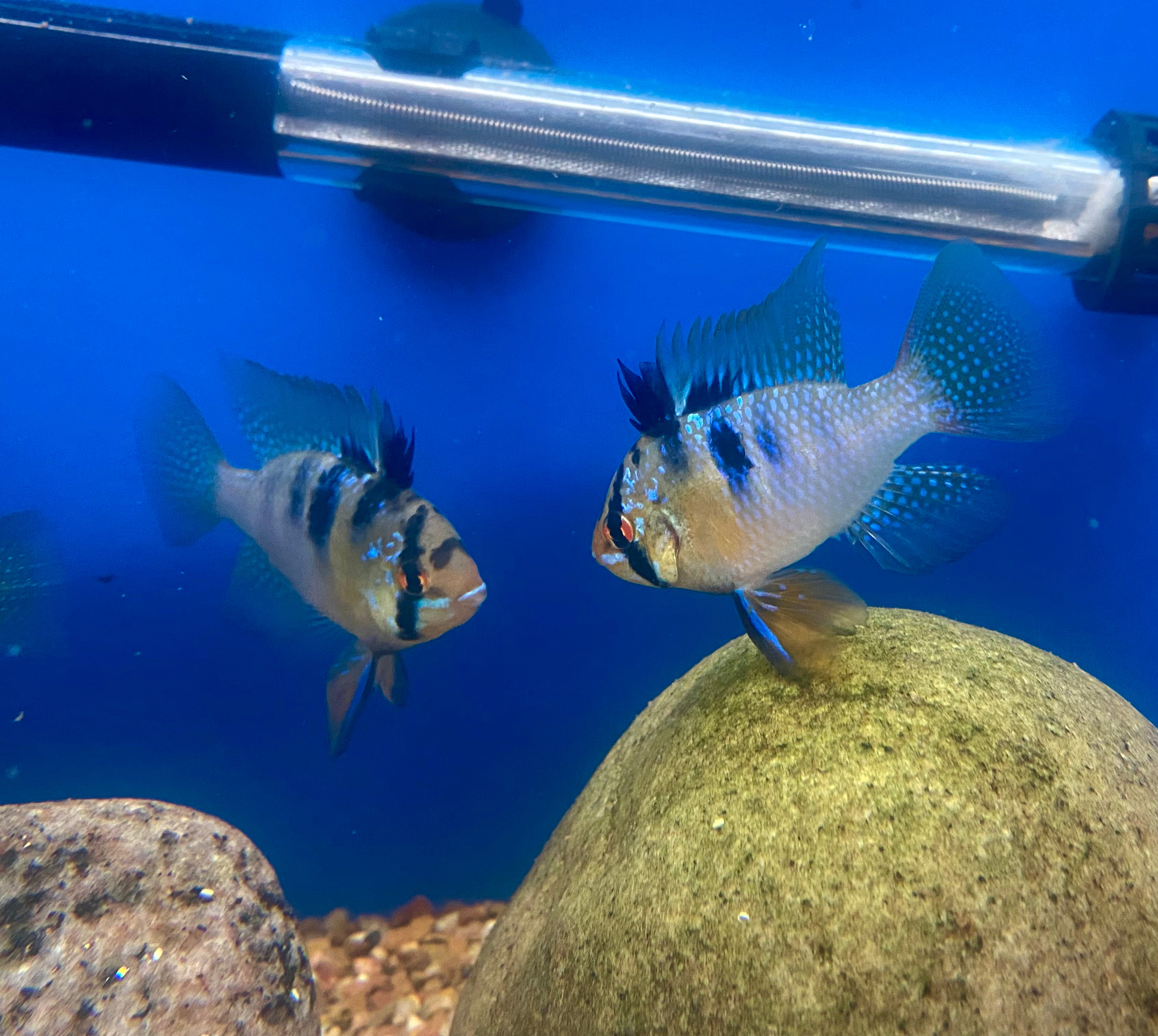 German Blue Ram XXL
