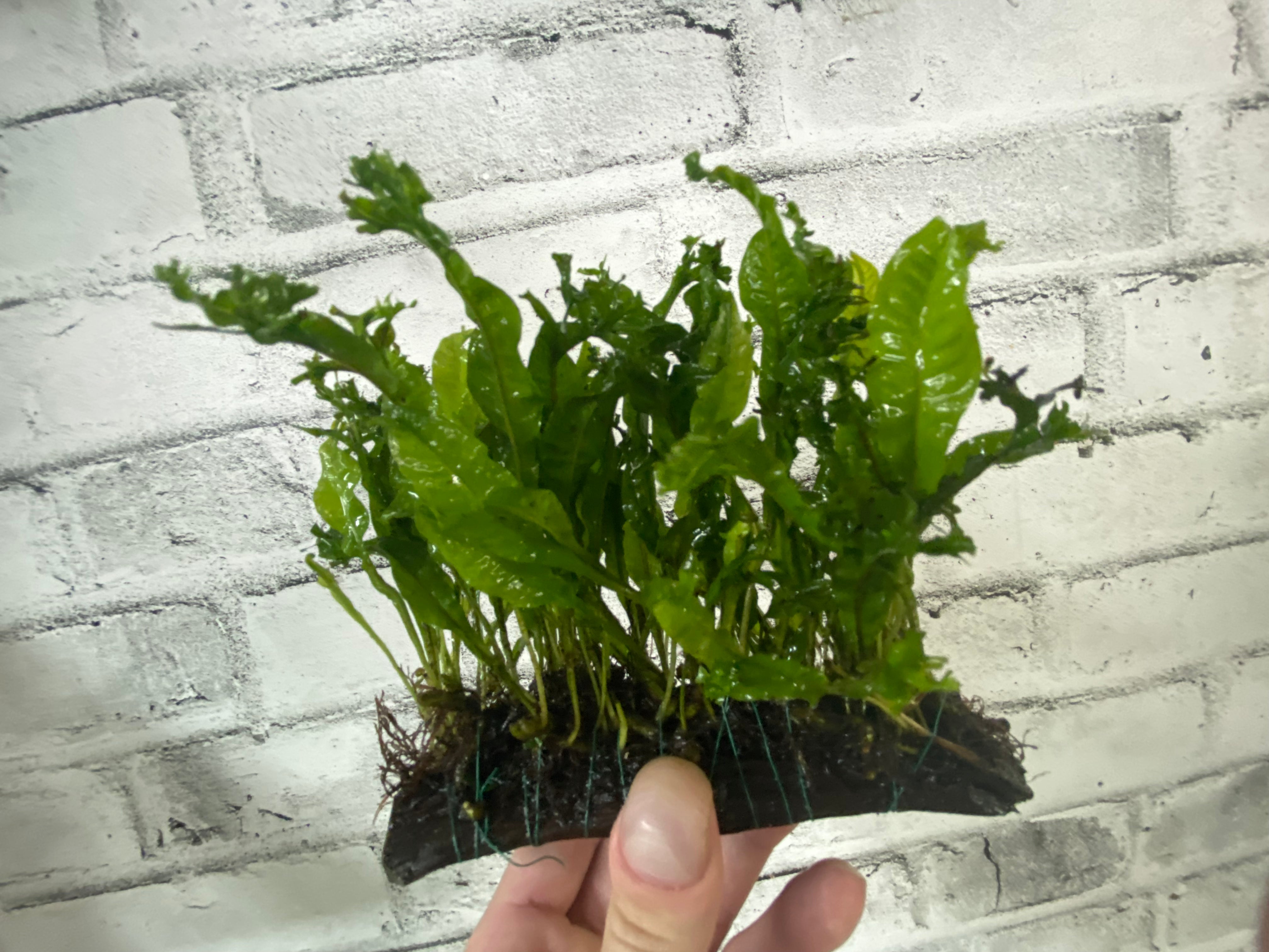 Microsorum 'Windelov' on Driftwood