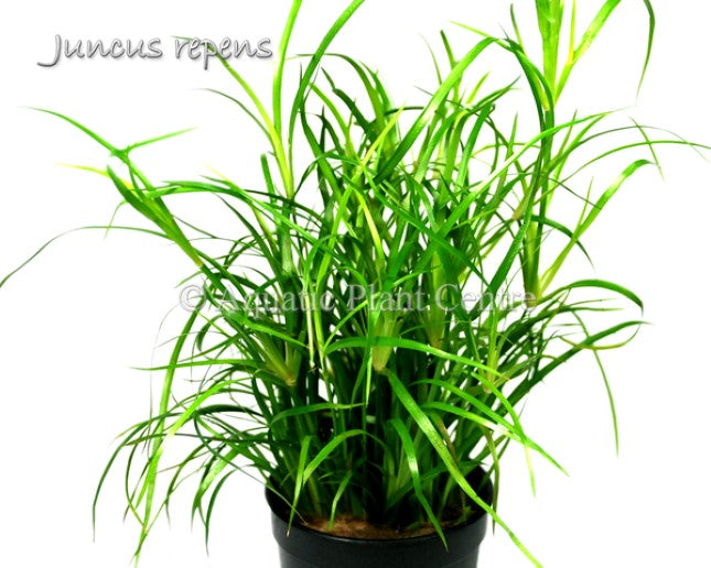 Juncus repens
