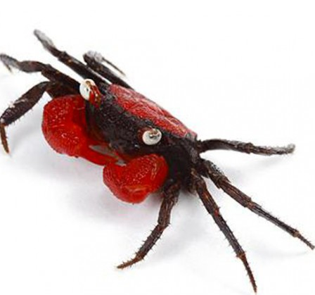Red Devil Vampire Crabs