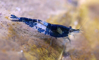 Blue Rili Shrimp